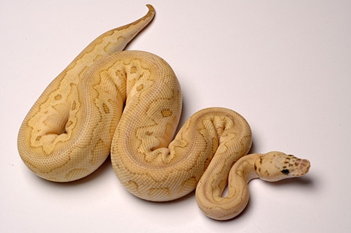 Clown Banana Pastel Butter Ball Python by Jeff Hartwig Reptiles ...