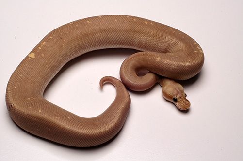 Pastel Super Cinnamon Banana Ball Python by Jeff Hartwig Reptiles