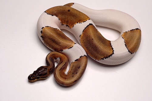 Pinstripe Pied Ball Python by Jeff Hartwig Reptiles