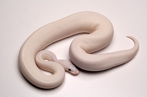 Super Mocha Ball Python by Jeff Hartwig Reptiles - MorphMarket