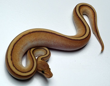 Hypo Butter Genetic Stripe Ball Python by Jeff Hartwig Reptiles