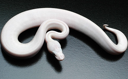 Super Butter Hypo Genetic Stripe Ball Python by Jeff Hartwig Reptiles