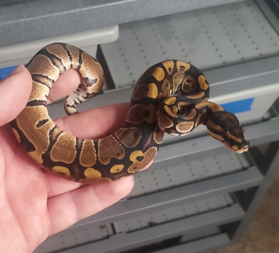 Redstripe Ball Python by Altered State Mutations