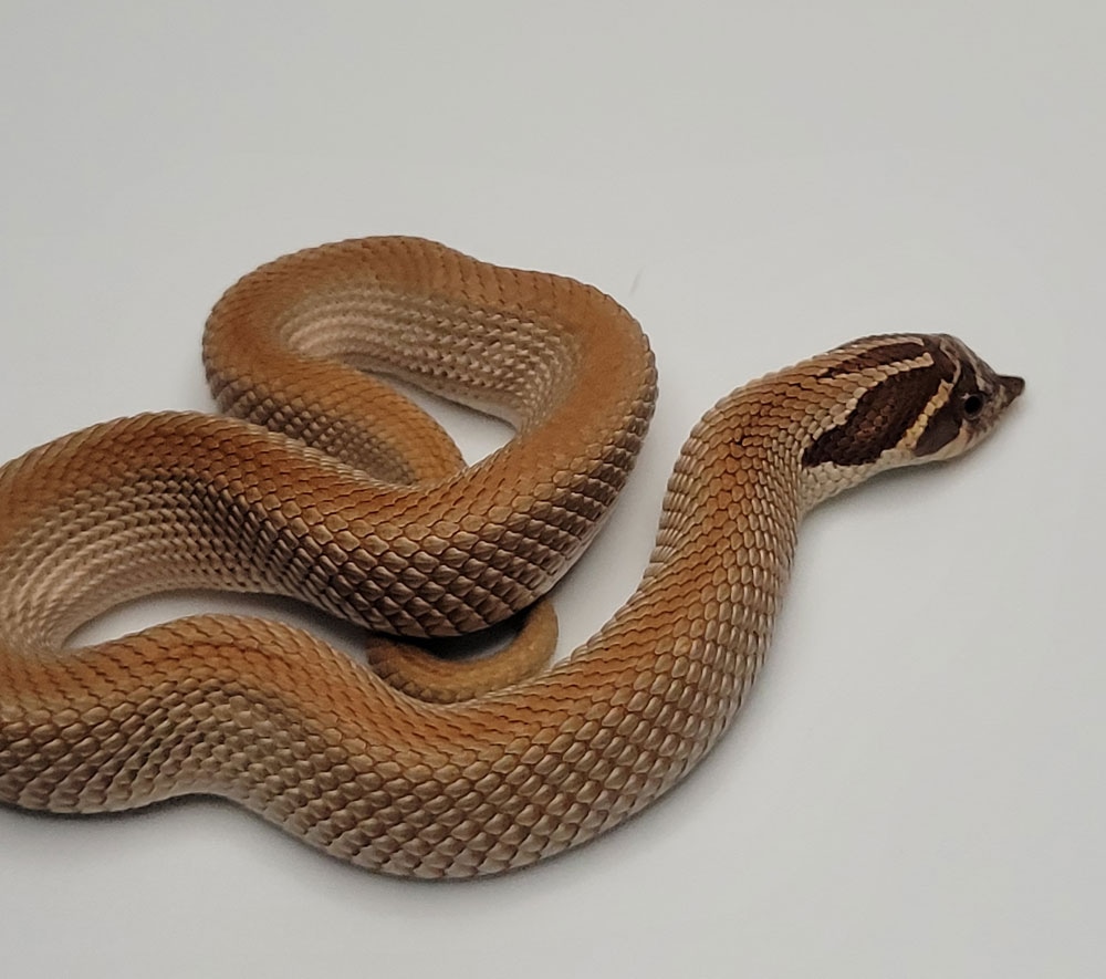 Extreme Red/Purple Line Super Conda Het Albino, 50% Het Axanthic ...