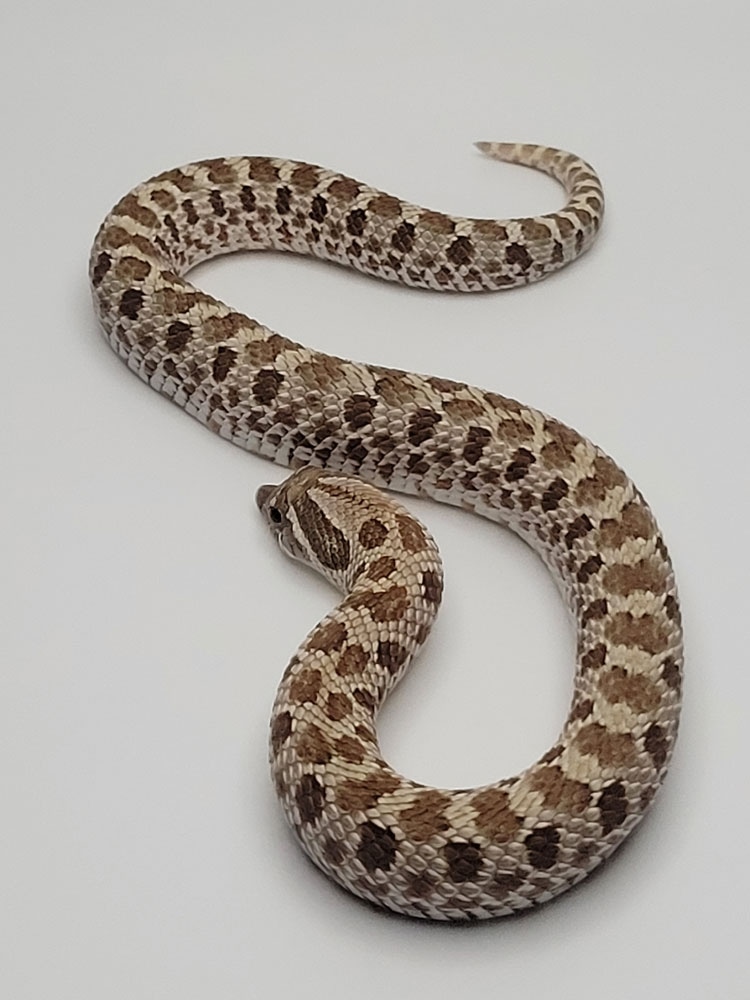 Normal 66% Toffeebelly Western Hognose by Star Dragon Herpetoculture ...