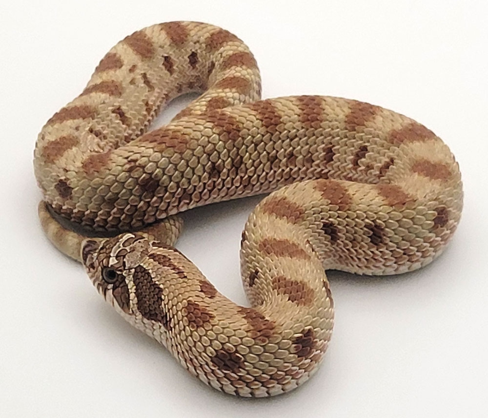 Conda 66% Het Toxic (Axanthic&ToffeeBelly) 50% Het Albino Western ...