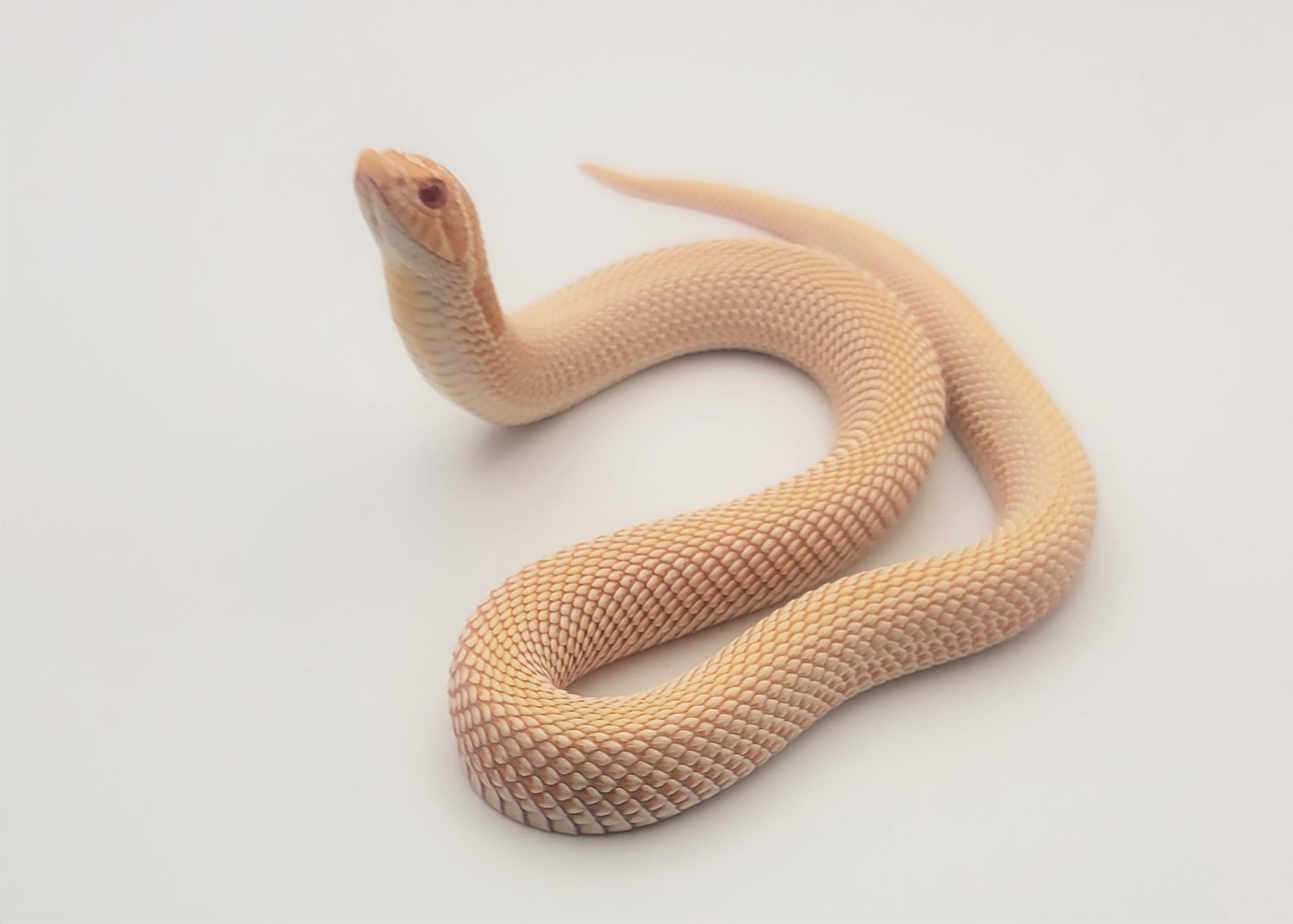 Red Phase Albino SuperConda, 100% Het Snow (Axanthic) Western Hognose ...