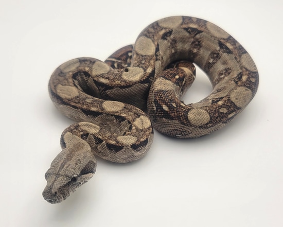 CB Nicaraguan Dwarf Boa Female Boa Constrictor by Star Dragon ...