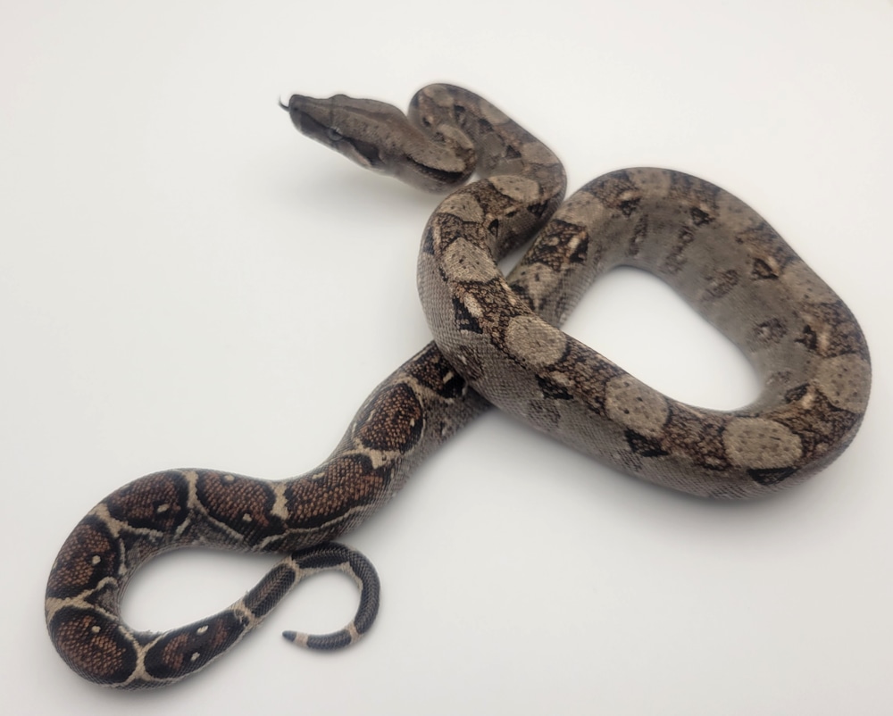 CB Nicaraguan Dwarf Boa Female Boa Constrictor by Star Dragon ...