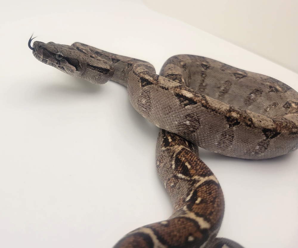 CB Nicaraguan Dwarf Boa Female Boa Constrictor by Star Dragon ...