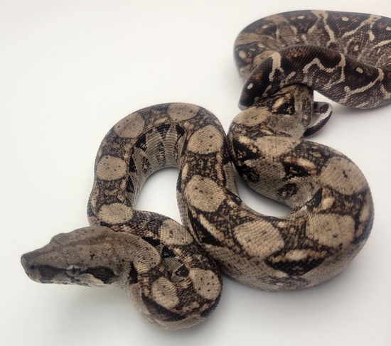 CB Nicaraguan Dwarf Boa Female Boa Constrictor by Star Dragon ...