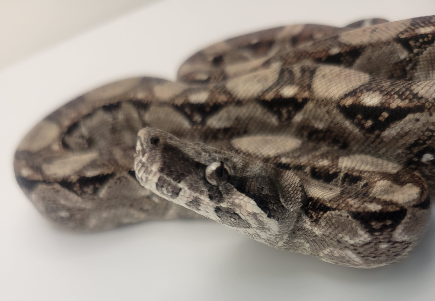 CB Nicaraguan Dwarf Boa Male Boa Constrictor by Star Dragon ...