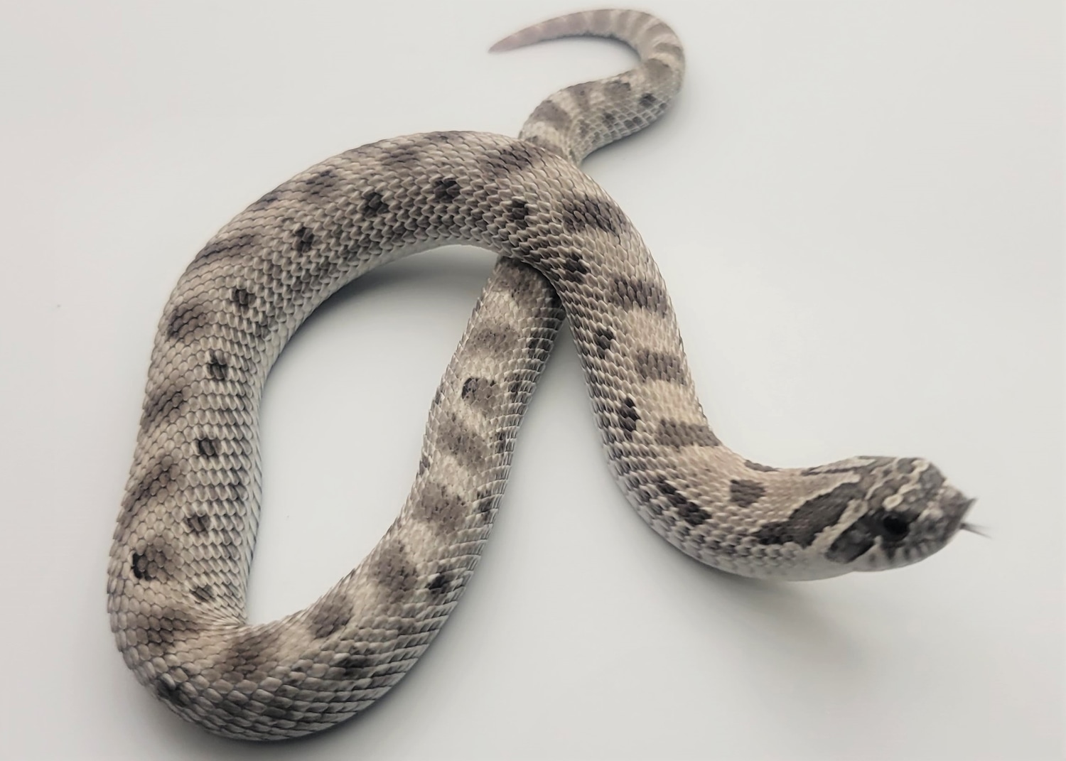 Axanthic Conda 66% Het ToffeeBelly 50% Het Albino Western Hognose by ...