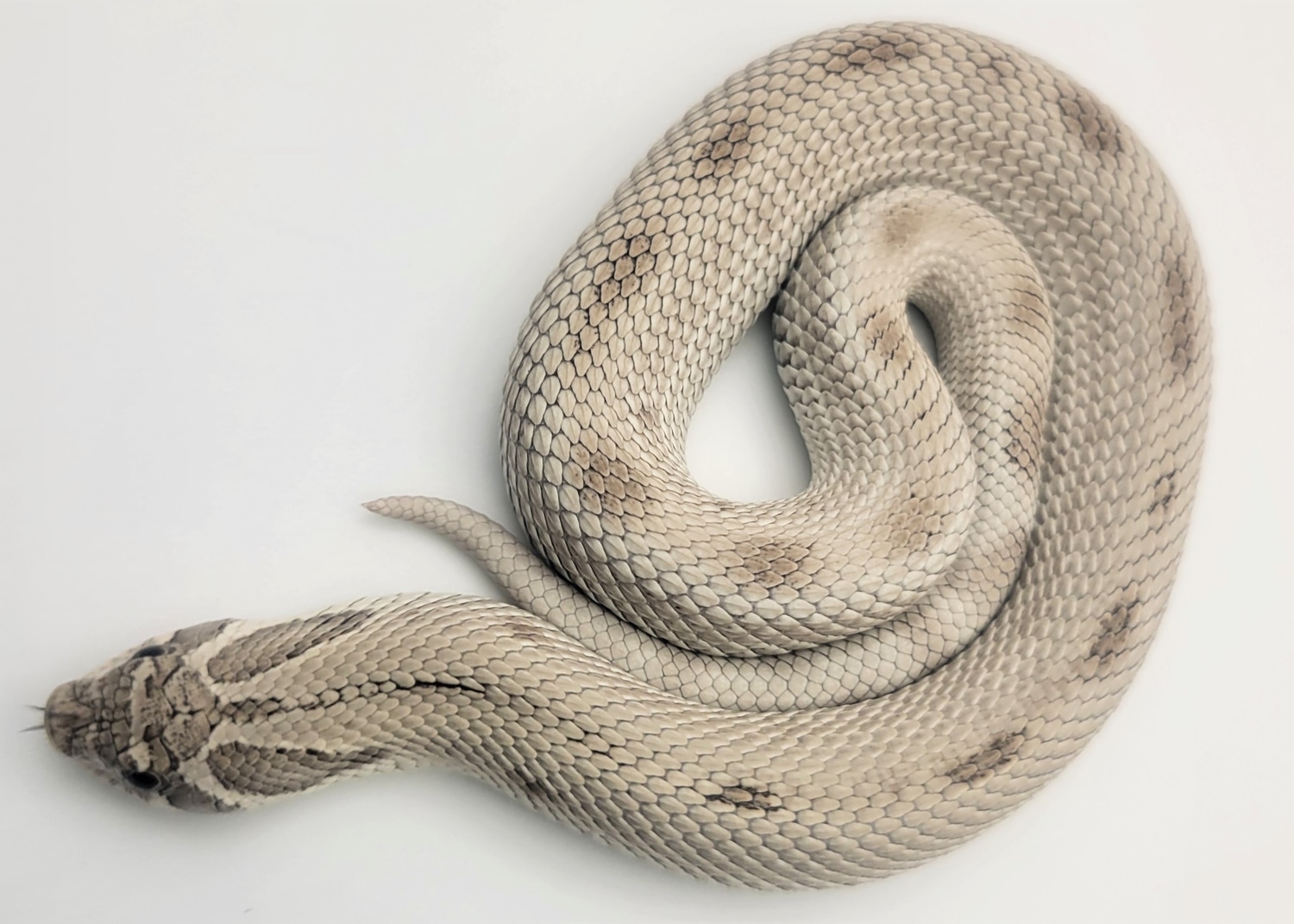 RBE Pastel Axanthic Conda, From Purple Line Western Hognose by Star ...