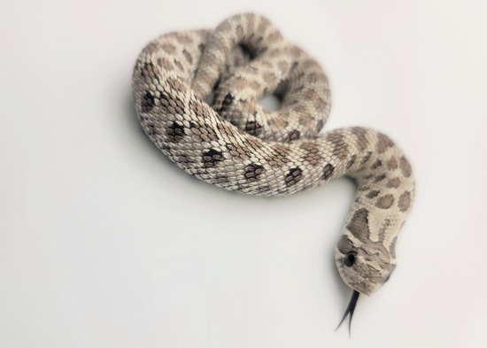 Purple Line RBE Pastel Axanthic Western Hognose by Star Dragon ...