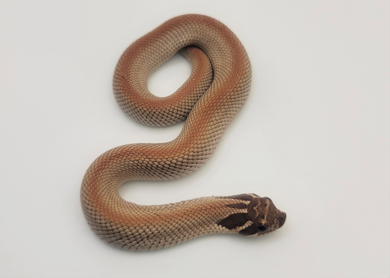 NOT READY!!!!Purple Line RBE Pastel SuperConda Het Axanthic Western ...