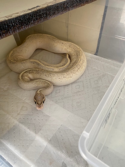 Highway Ball Python by Wild Island Exotics