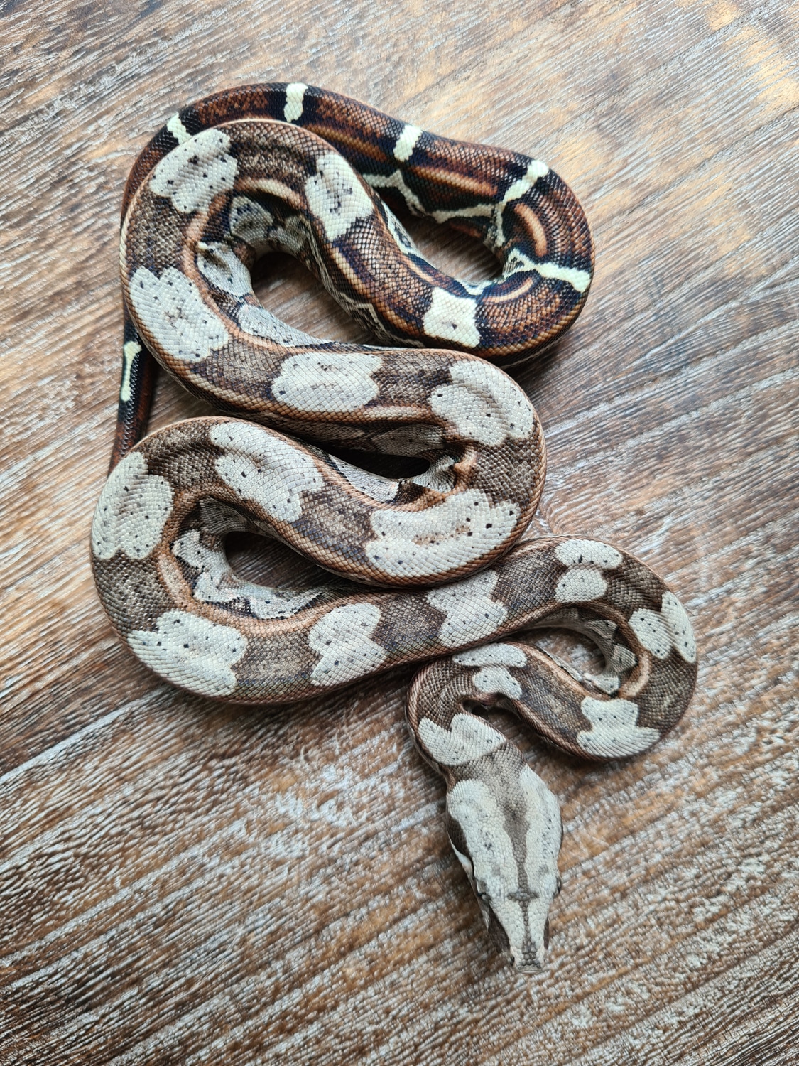 Female Inca Het VPI Boa Constrictor by JigsawConstrictors - MorphMarket