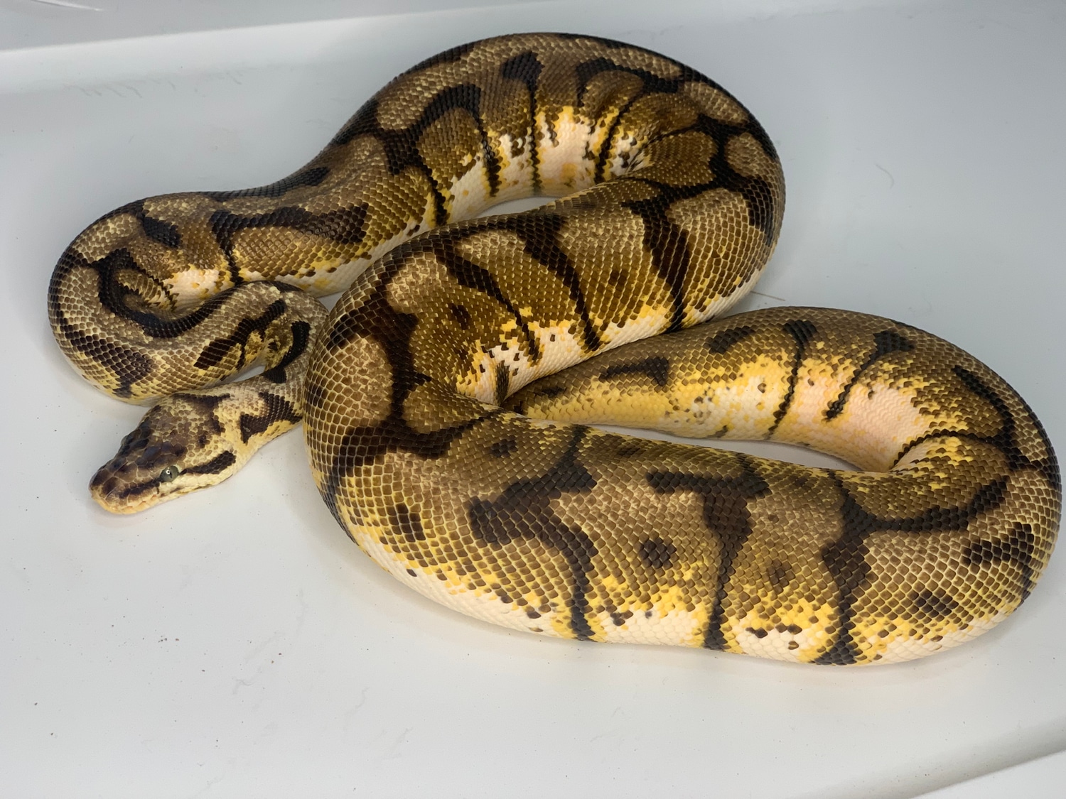 Bumblebee Ball Python by The ball hatchery - MorphMarket