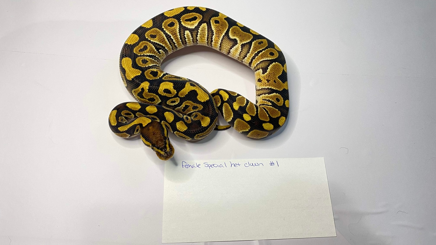 Special Het Clown Ball Python by JV exotics - MorphMarket