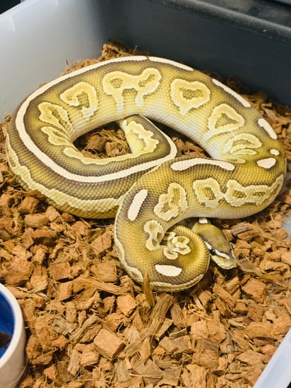 Black Pastel Lesser Ball Python by The ball hatchery