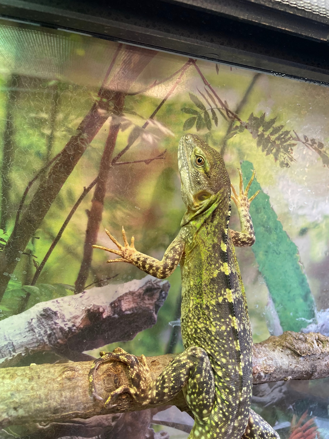 Banana Pectinata Spiny-tailed Lizard by Apex Spiny Tail Iguanas ...