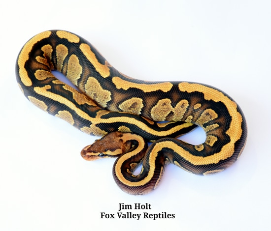 Cinder Fire Specter Ball Python by Fox Valley Reptiles