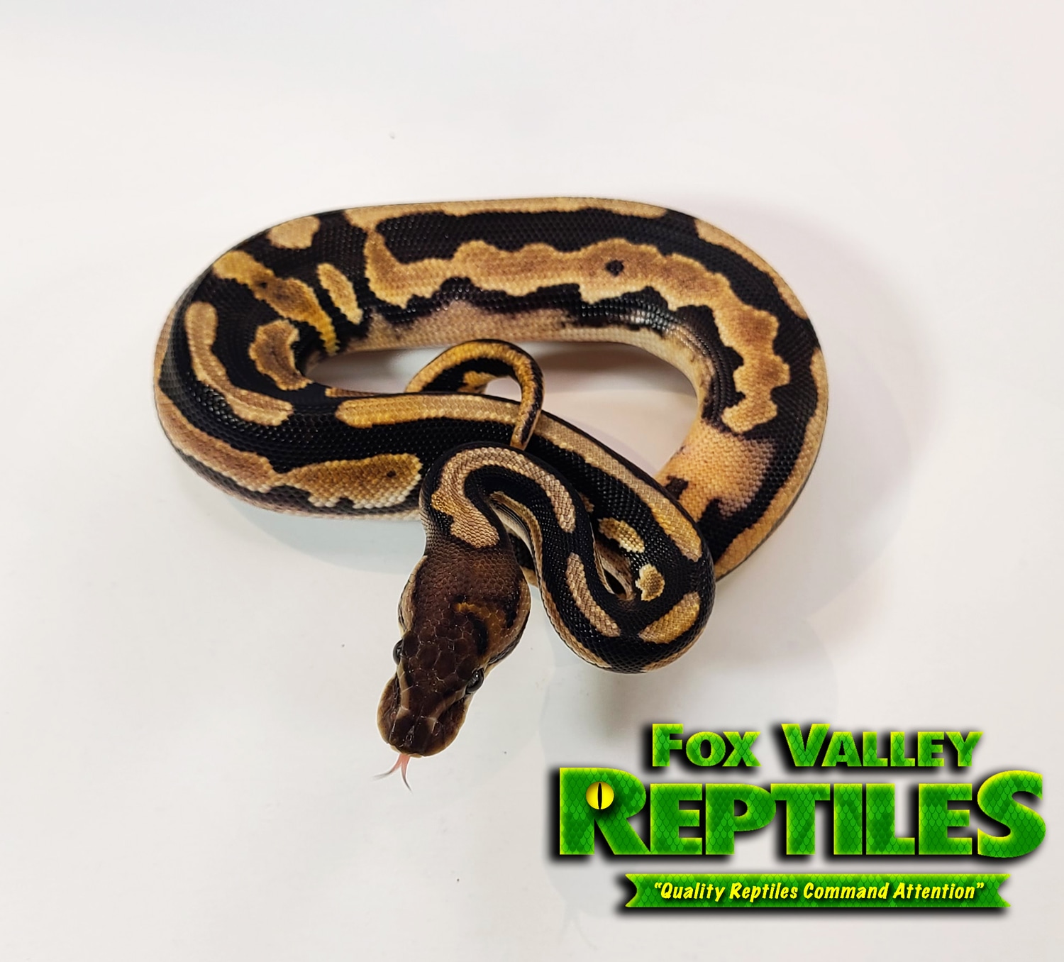 Cinnamon Fire Orange Dream Het Clown Ball Python by Fox Valley Reptiles ...