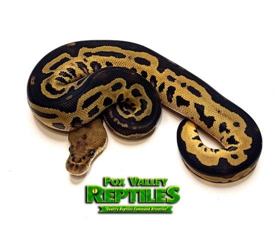 Bongo Leopard Clown Ball Python by Fox Valley Reptiles