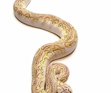 Hurricane Lesser Pastel Clown Pos Het Hypo Ball Python by Fox Valley ...