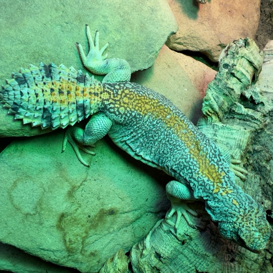 SOLD Captive Bred U. THOMASI MALE BLUE PHASE Uromastyx by Jim kelly