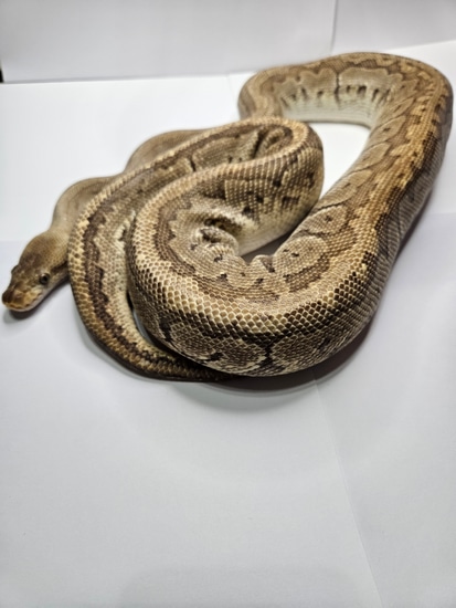 Pastel Jigsaw Ball Python by Fallen Angel Morphs