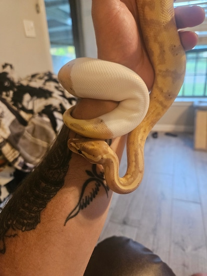 Orange Dream Banana Pied Ball Python by Fallen Angel Morphs