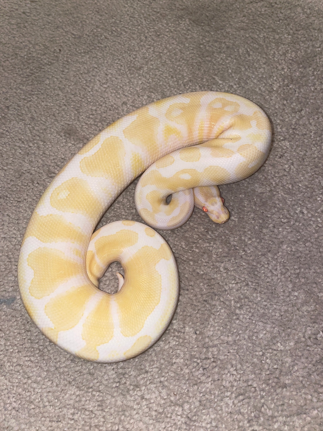 Albino 100% Double Het Piebald Clown Ball Python by JM Reptiles ...
