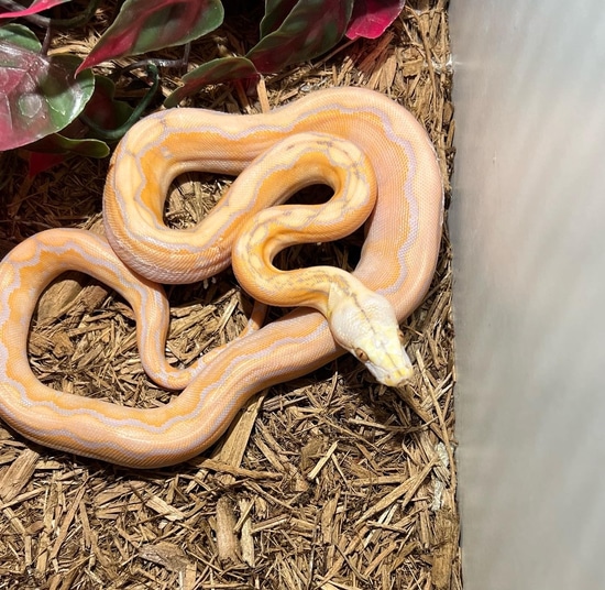 Purple Motley Reticulated Python by House of Exotic’s