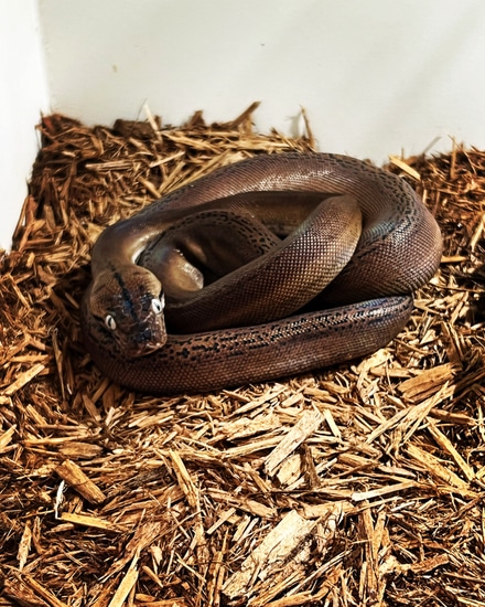 Platinum Golden Child Citron Pos HET Pied Reticulated Python by House ...