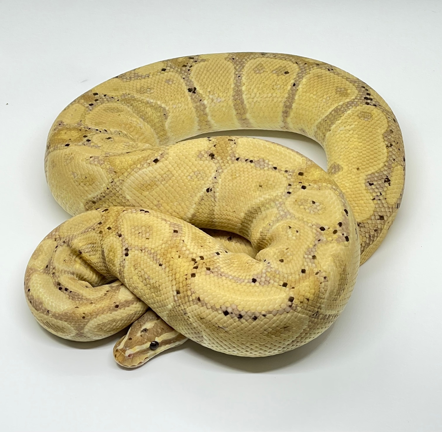 Banana Het Pied Ball Python by Ross Reptiles - MorphMarket