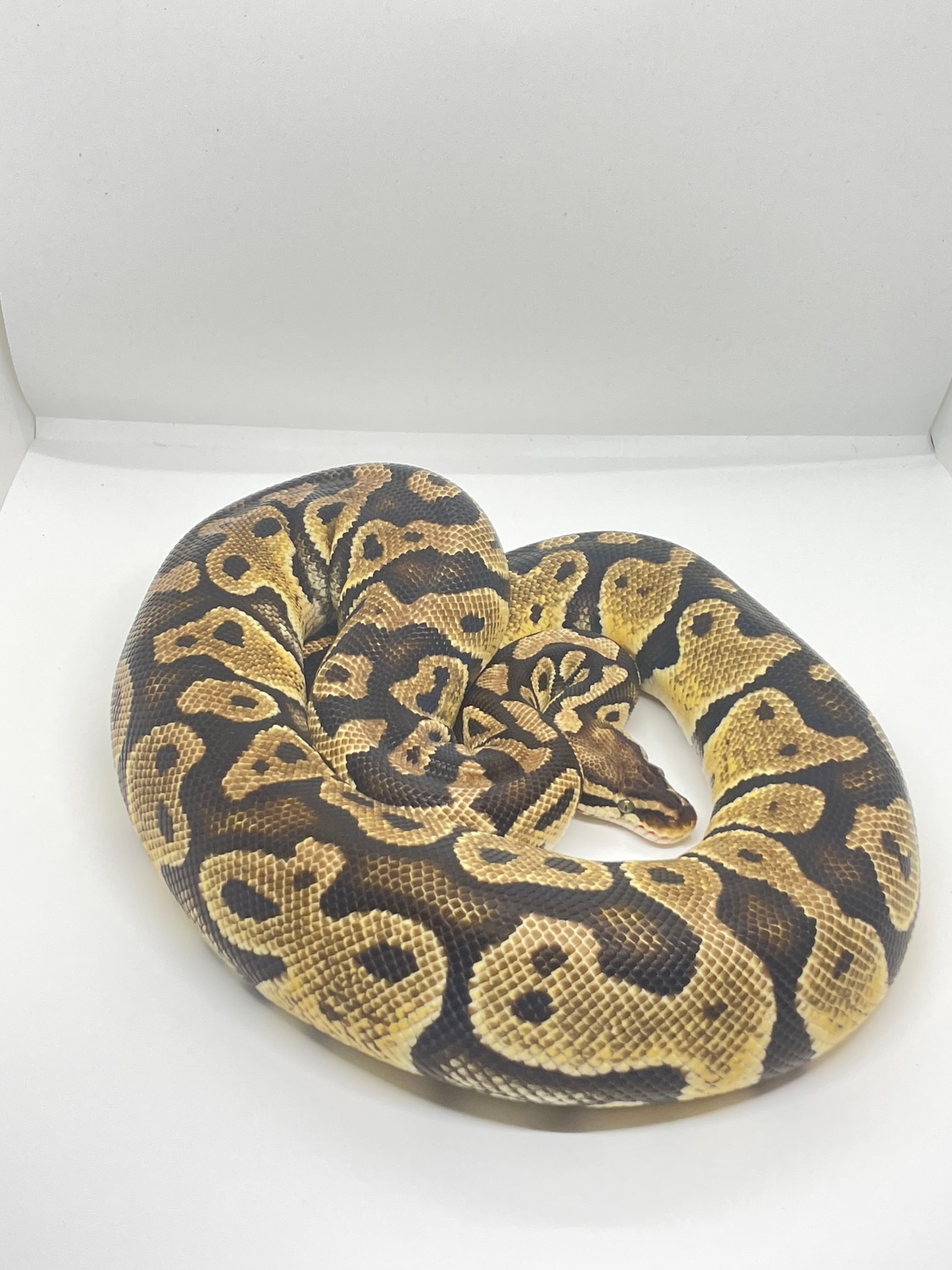Pastel Het Clown Ball Python by Ross Reptiles - MorphMarket