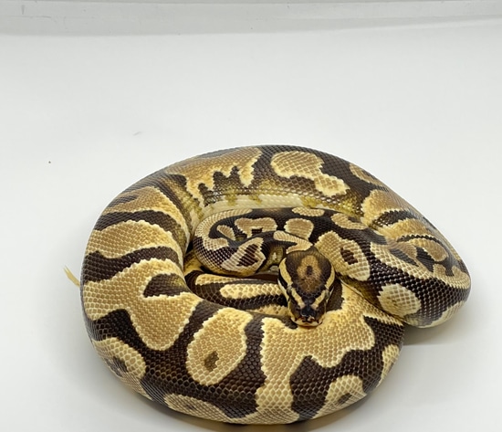 Orange Dream Yellowbelly Het Ultramel Ball Python by Ross Reptiles