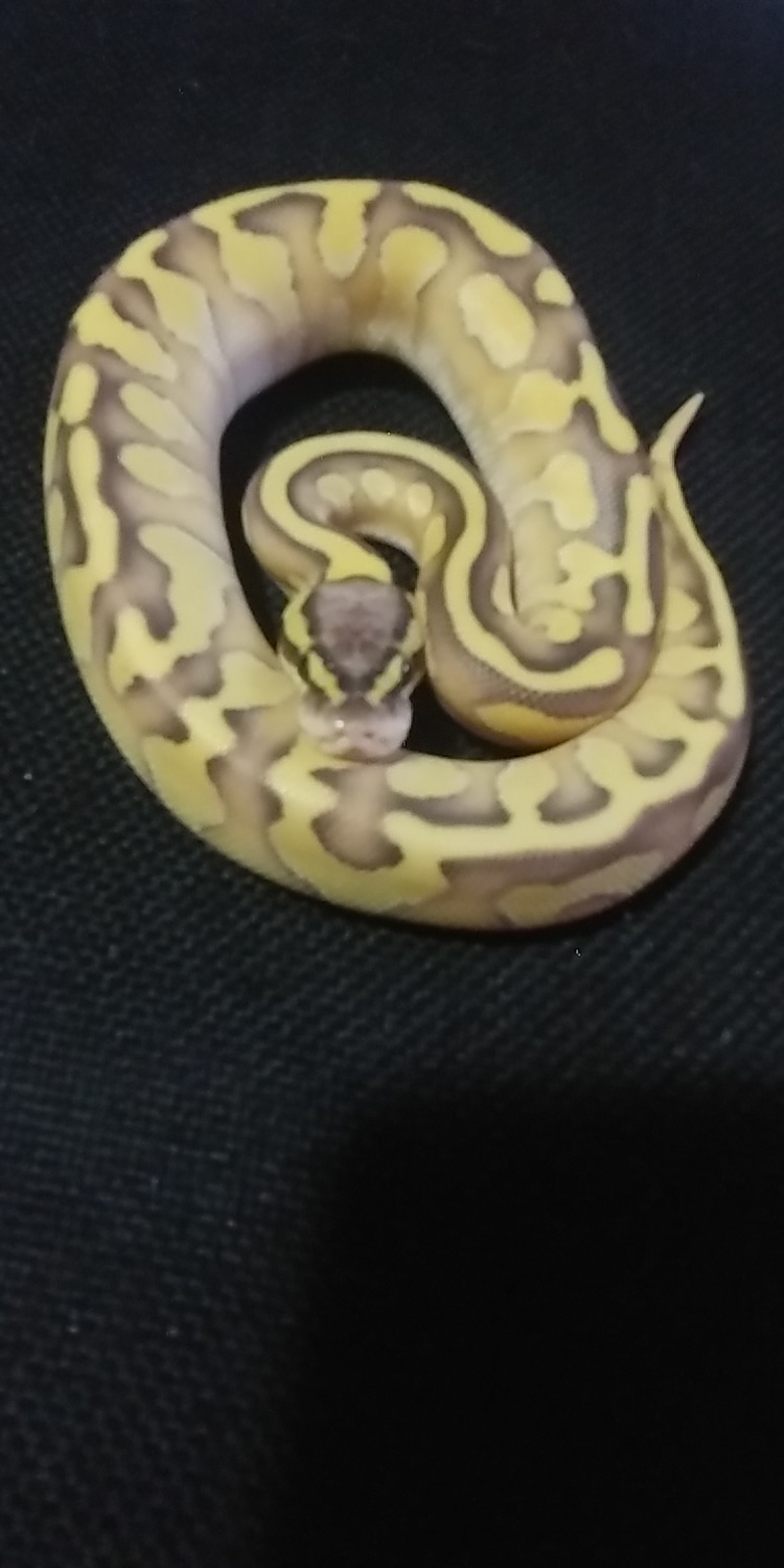 Lesser Citrus Pastel Enchi 50% Het Clown Ball Python by Gene Pool ...
