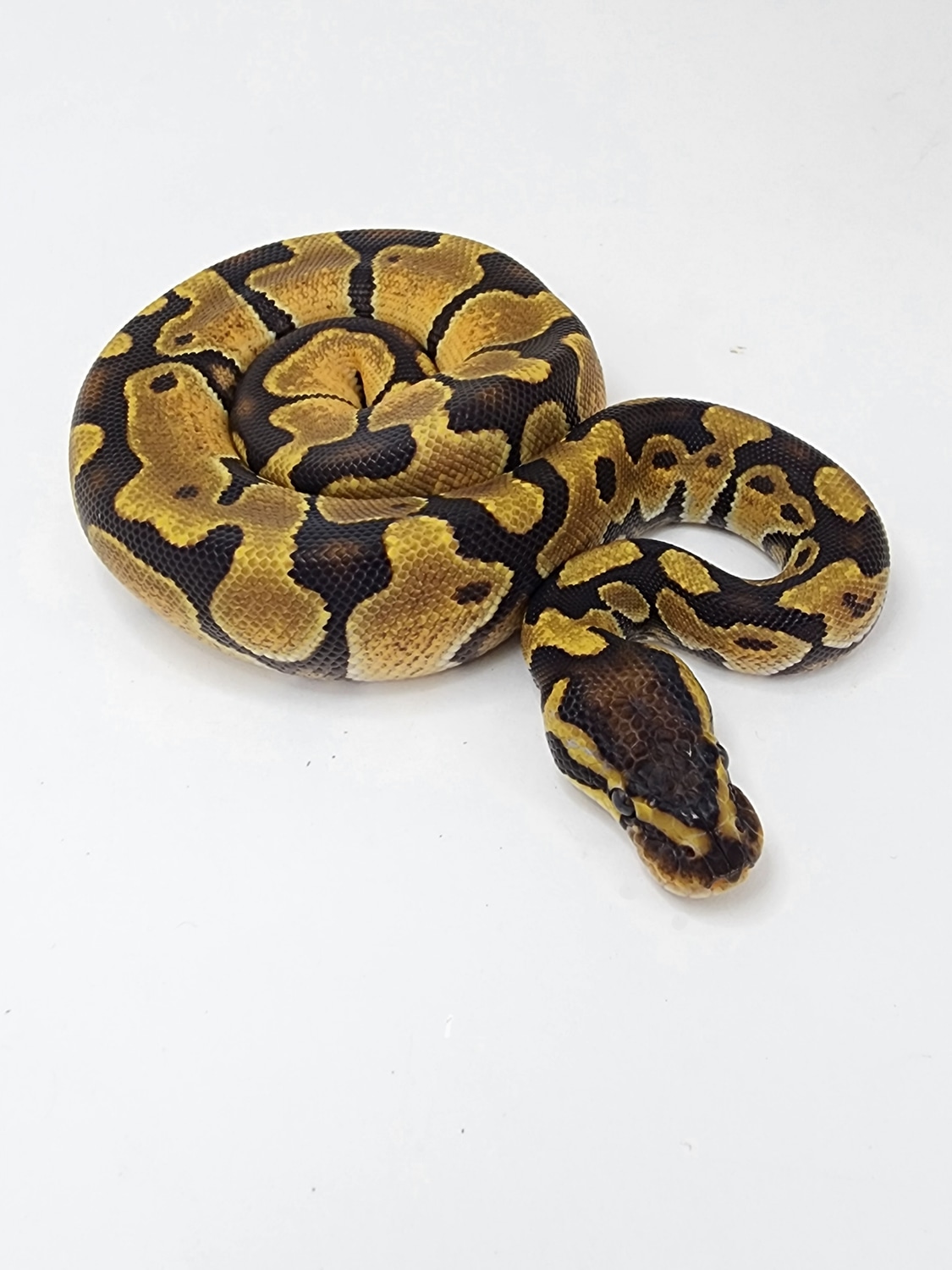 Pastel Enchi Black Head Het Ghost Ball Python by Gene Pool Reptiles ...