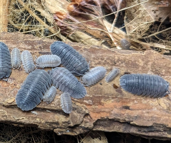 Armadillidium Peraccae – 15 Count Isopod by Jimmy's Sweet Isopods