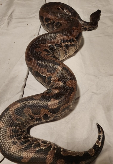 Sumatran Short-Tailed Python by Kyle's Pythons