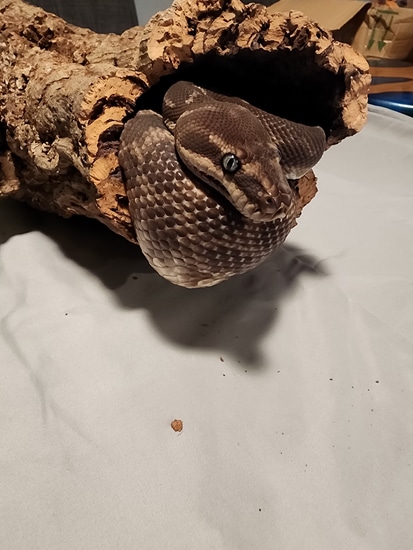 2019 Rough Scale Python (Morelia Carinata) Rough-Scaled Python by Kyle ...