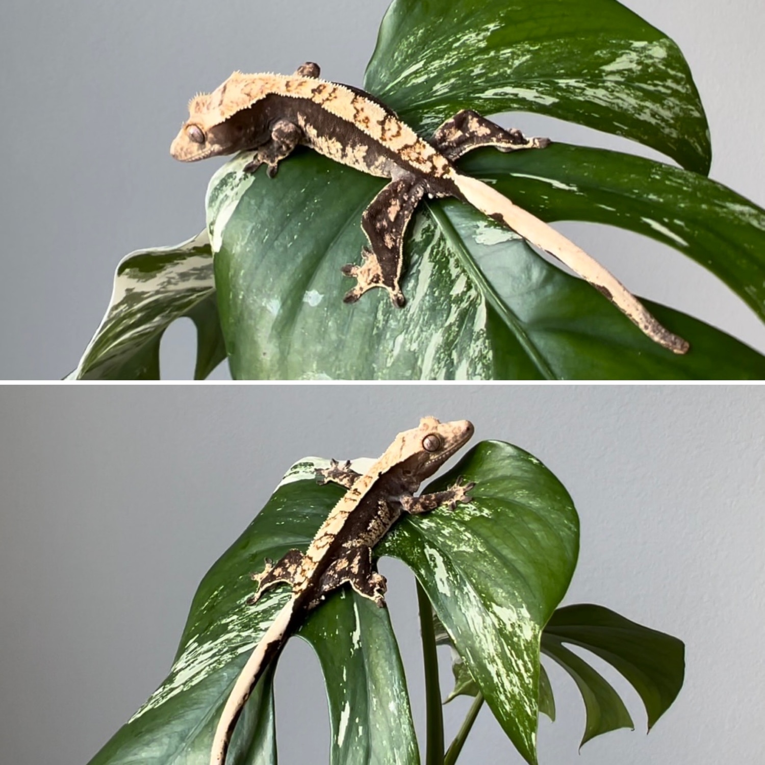 100% Het Axanthic Crested Gecko by Houston Gecko - MorphMarket