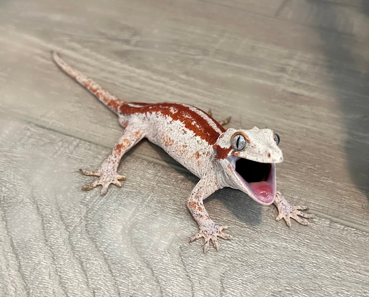 High Red Male Gargoyle Gecko by Houston Gecko - MorphMarket