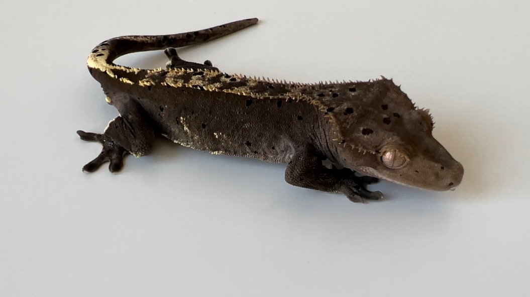 100% Het Axanthic Crested Gecko by Houston Gecko - MorphMarket