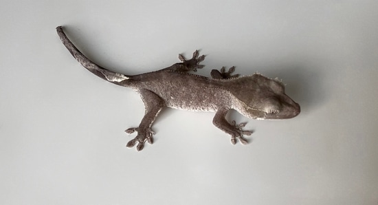 Visual Axanthic Crested Gecko by Houston Gecko