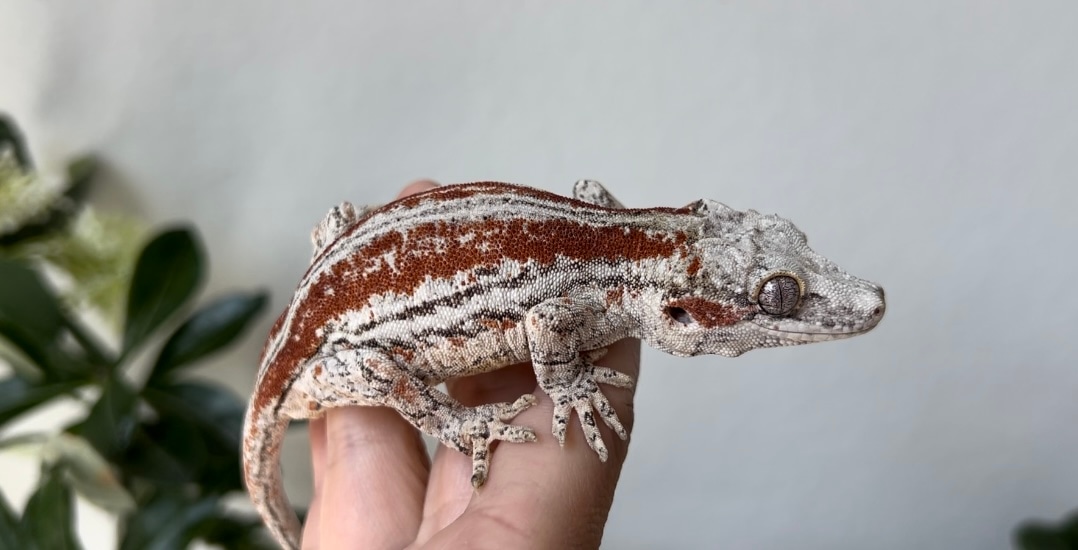 Red Stripe Male Gargoyle Gecko by Houston Gecko - MorphMarket
