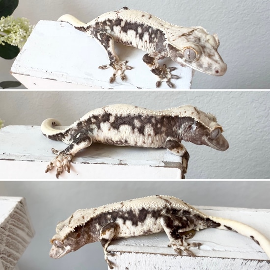 100% Het Axanthic Lilly White Crested Gecko by Houston Gecko